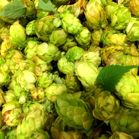 Fresh Hops Season is Here! | Vancouver Brewery Tours