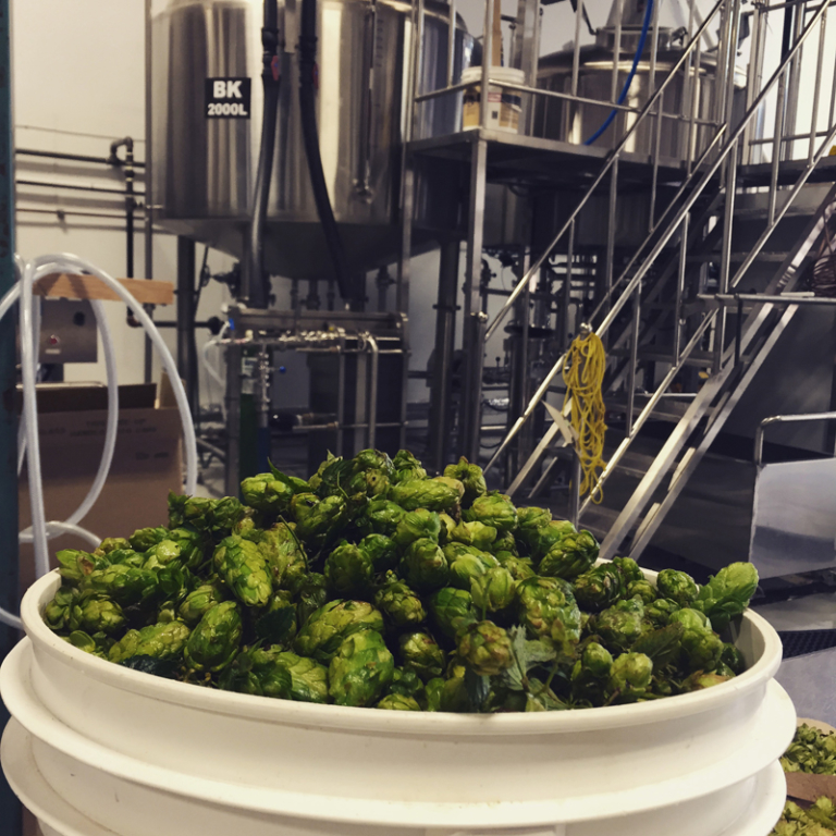 Fresh Hops Season is Here! | Vancouver Brewery Tours